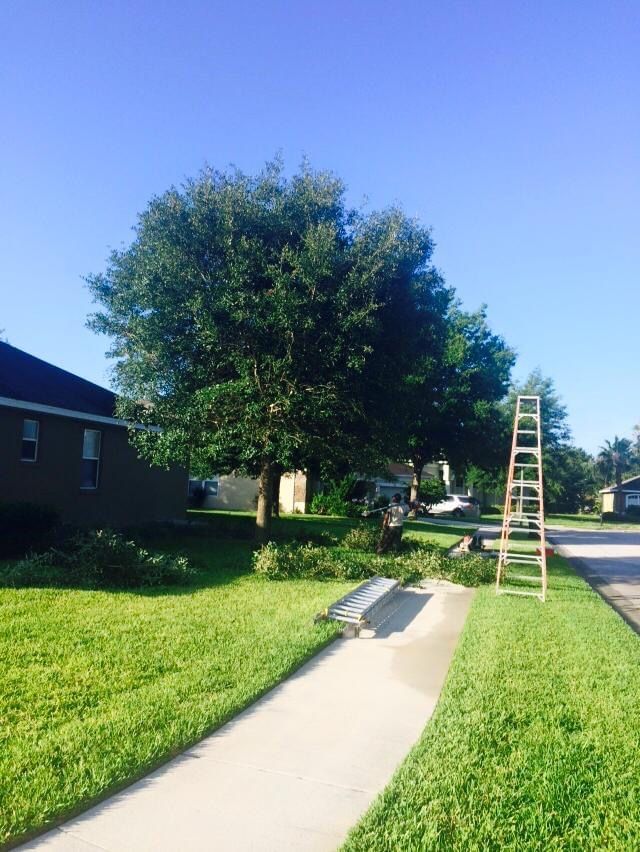 Local Tree Service in Ocoee, FL, 34761.