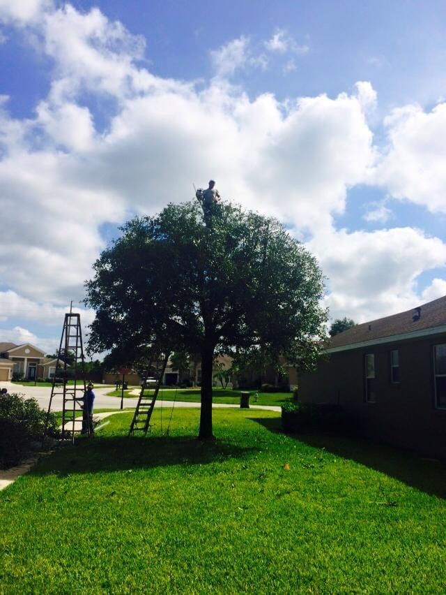 Local Tree Service in Ocoee, FL, 34761.