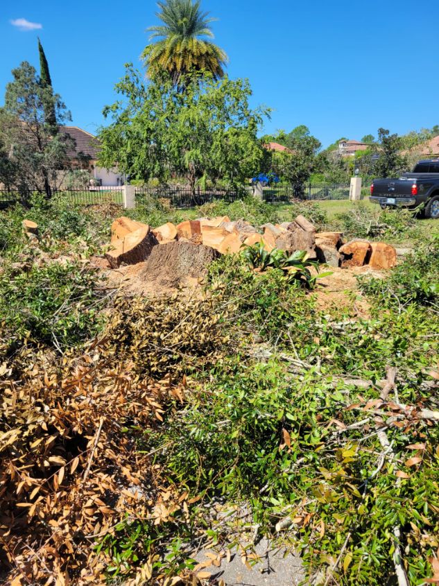 Local Tree Service in Ocoee, FL, 34761.